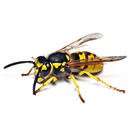 Disinfestazione Milano di mosche, vespe e insetti - Sigma Milano